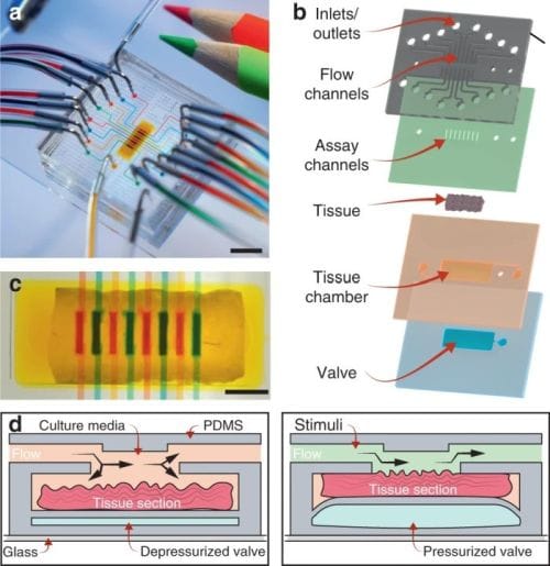 Multiplex Ex-Vivo Assays on Tissue Slices with Microfluidics