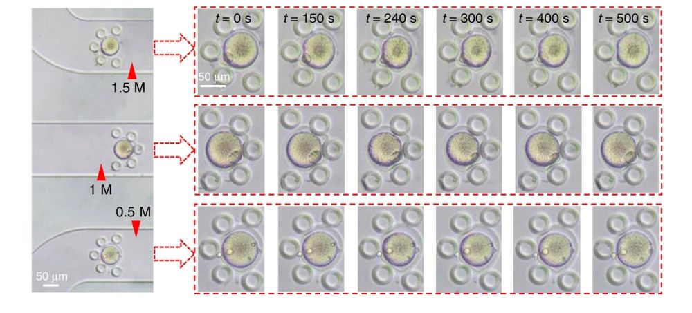 Microfluidic chips help with oocyte analysis and cryopreservation ...